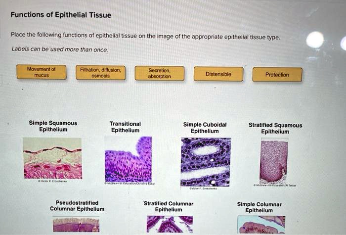 Functions of Epithelial Tissue Place the following functions of epithelial tissue on the image ...