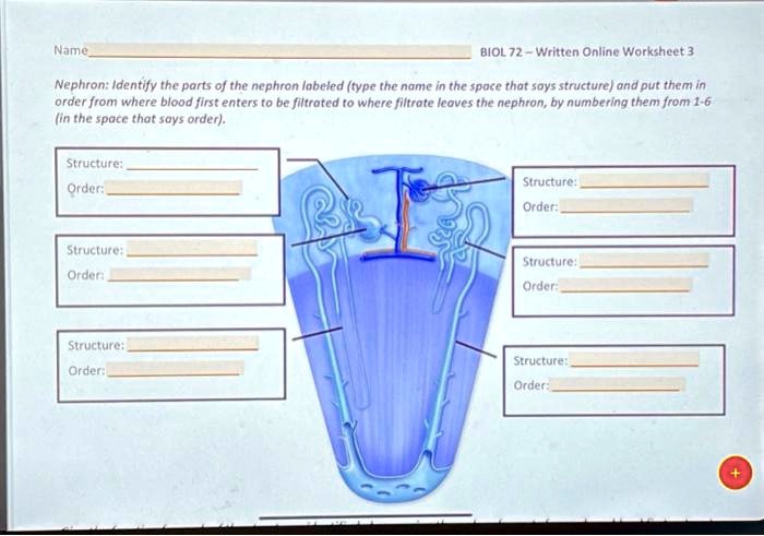 SOLVED: Name: Nephron Identify the parts of the nephron labeled (type the name in the space that ...