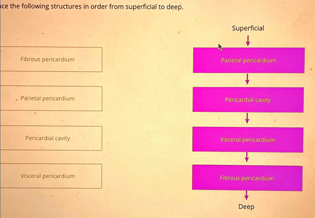 ce the following structures in order from superficial to deep ...