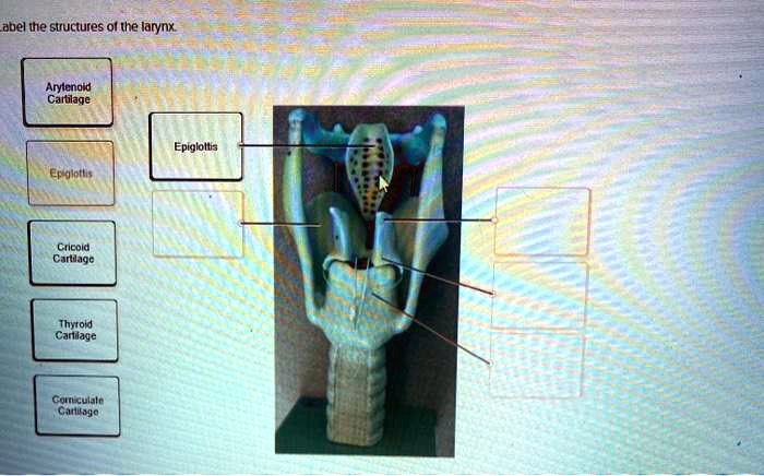Larynx Cuneiform Corniculate Arytenoid Cricoid