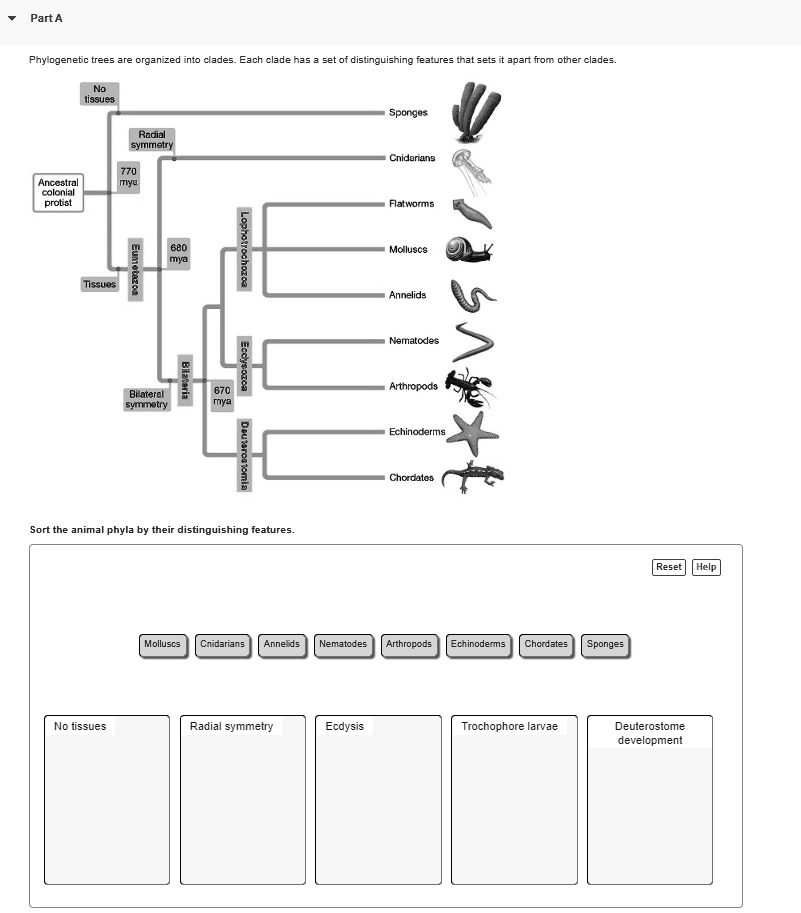 SOLVED: Phylogenetic trees are organized into clades. Each clade has a ...