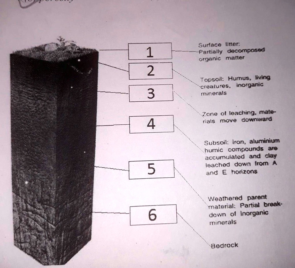 'this is the diagram of soil profile. label it'