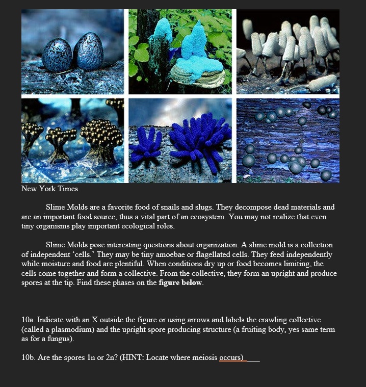 SOLVED: New York Times Slime Molds are favorite food of snails and ...
