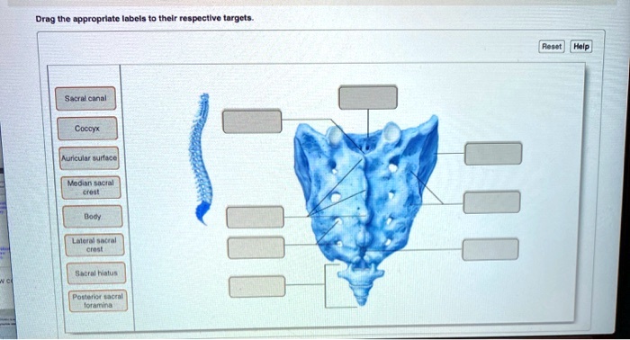drag the approprlate labels to their respective targets help sacral ...