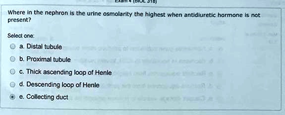 where in the nephron is the urine osmolarity the highest when ...