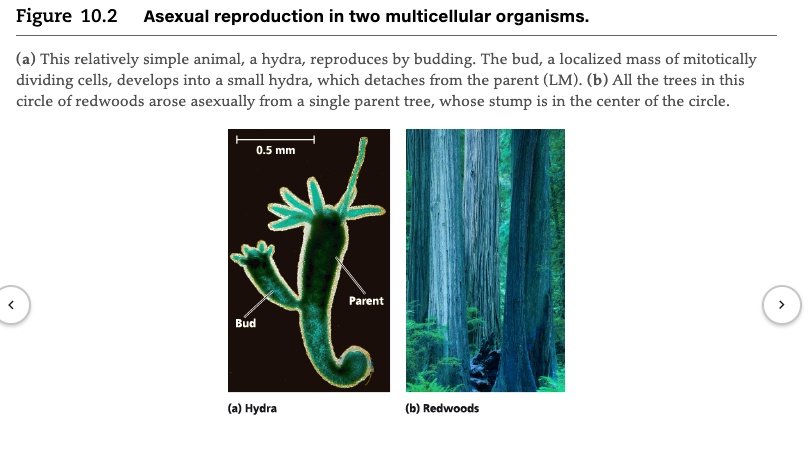 SOLVED:Figure 10.2 Asexual reproduction in two multicellular organisms ...