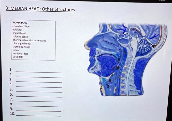 SOLVED: 3. MEDIAN HEAD: Other Structures WORD BANK: cricoid cartilage ...