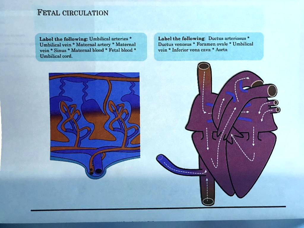 SOLVED: FETAL CIRCULATION Label the following: Umbilical arteries ...