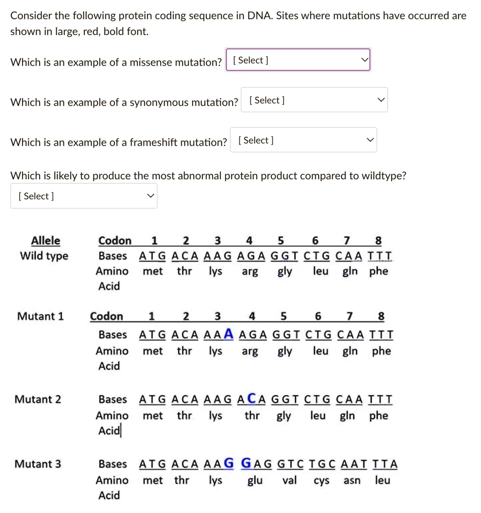 SOLVED: Texts: Options:Mutant 1Mutant 2Mutant 3 Consider the following protein coding sequence ...