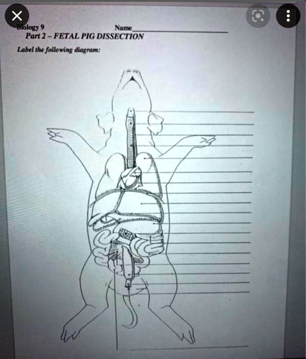 SOLVED: lology9 Name Part 2 - FETAL PIG DISSECTION Label the following ...