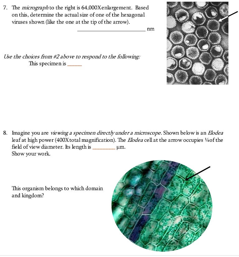 SOLVED: The micrograph to the right is 64,00OXenlrgement Based on this ...