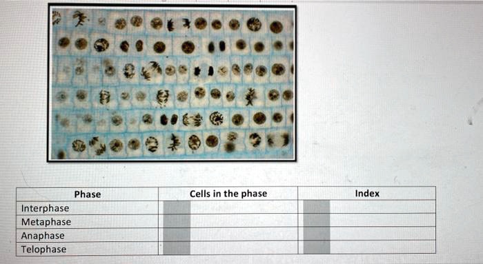 SOLVED: Calculate the mitotic index of the onion root tip using the image. Count a minimum of 50 ...