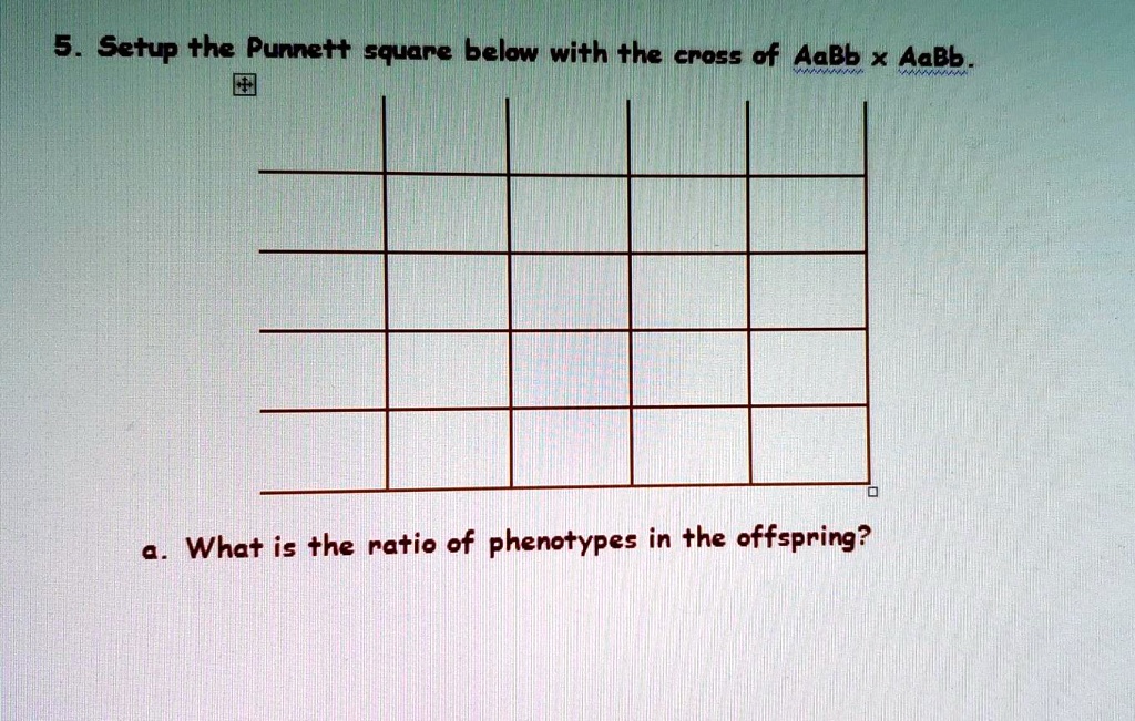 SOLVED: 5 . Setup the Punnett square below with the cross of AaBb x ...