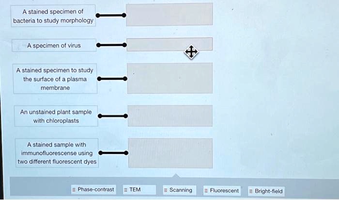 SOLVED: A stained specimen of bacteria to study morphology. A specimen ...