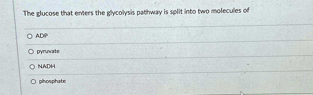 The glucose that enters the glycolysis pathway is split into two molecules of ADP pyruvate NADH ...