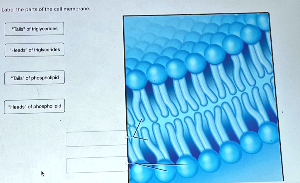 Label the parts of the cell membrane. "Tails" of triglycerides "Heads ...