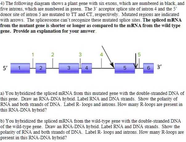 The following diagram shows plant gene with six exons, which are ...