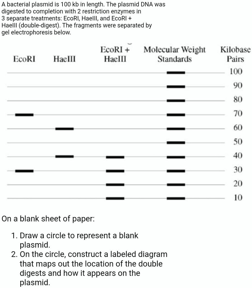 A bacterial plasmid is 100 kb in length. The plasmid DNA was digested ...