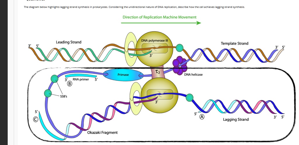 SOLVED: The diagram below highlights lagging strand synthesis during ...