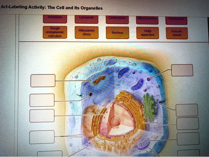 SOLVED: Art-Labeling Activity: The Cell and Its Organelles Rough ...
