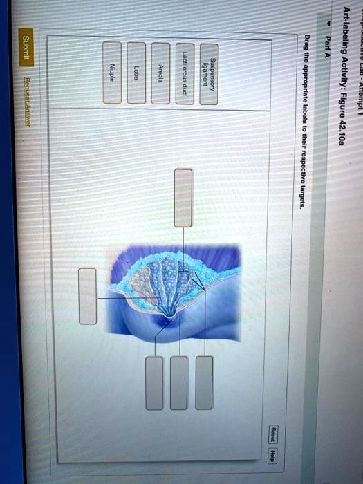 Art-labeling Activity: Figure 42.10a Part A Drag the appropriate labels to their respective ...
