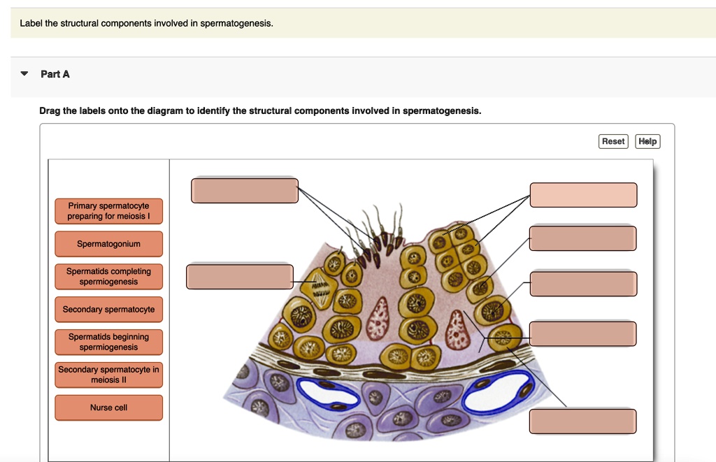 Label the structural components involved in spermatogenesis. Part A ...