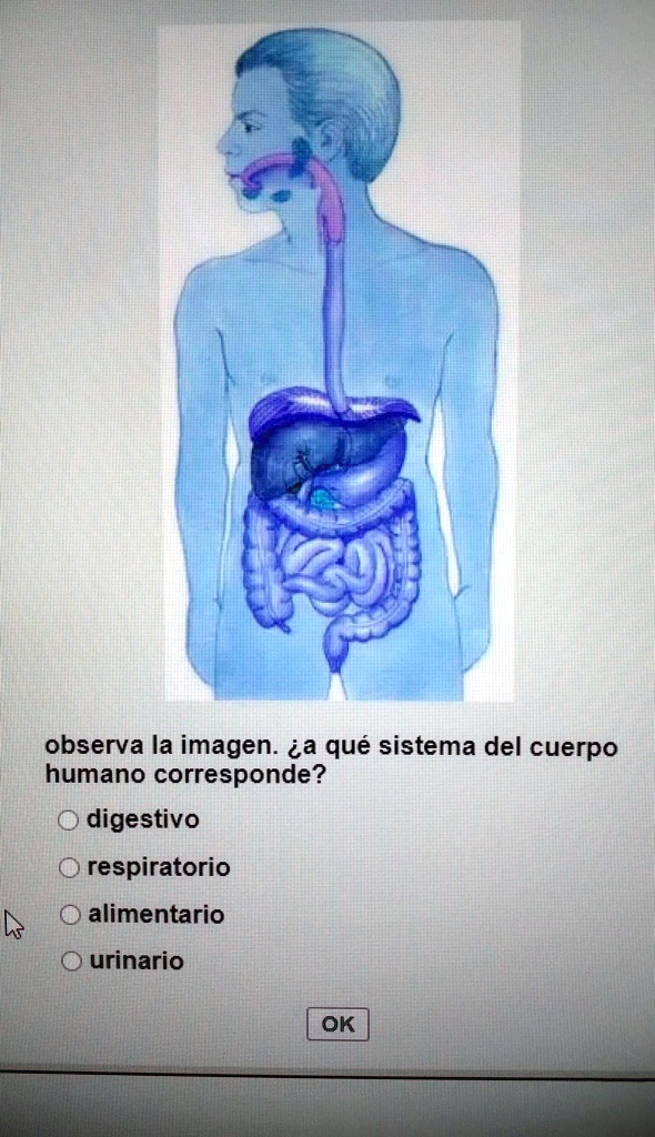 Rganos Del Cuerpo Humano Funciones De Los 47 Principales