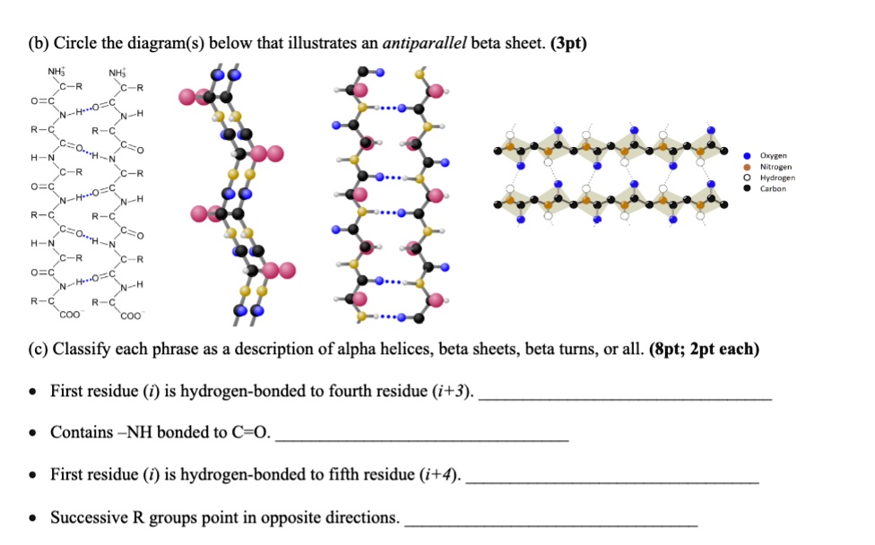 texts b circle the diagrams below that illustrate an antiparallel beta ...