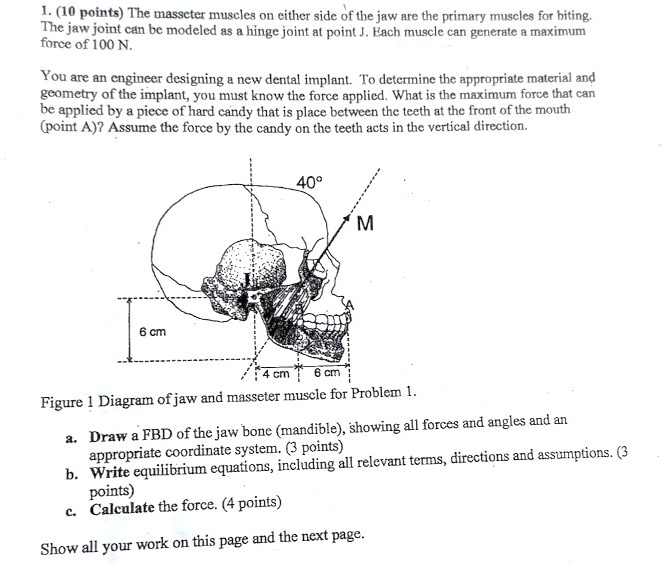 1. (10 points) The masseter muscles on either side of the jaw are the ...