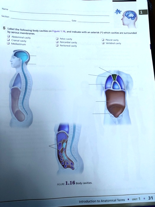 Name Section Date 5 Label the following body cavities on Figure 1.16 ...