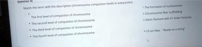 SOLVED: Question: Compare the levels of chromosome compaction in ...