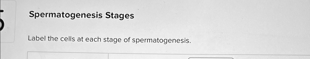 Spermatogenesis Stages Label the cells at each stage of spermatogenesis.