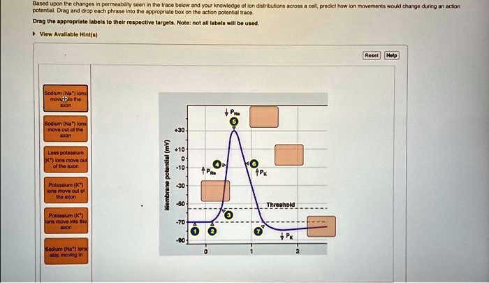 SOLVED: Based upon the changes in permeability seen in the trace below ...