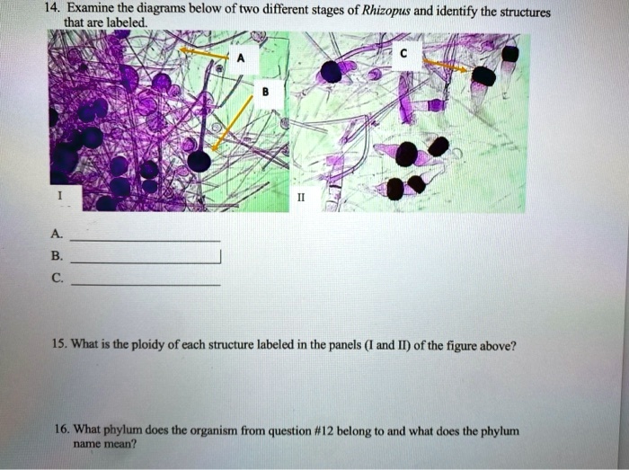 examine the diagrams below of two different stages of rhizopus and ...
