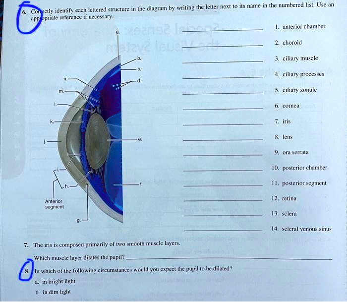 Correctly Identify Each Lettered Structure In The Diagram Qu Correctly Identify Each Lettered Structure In The Diagram Qu