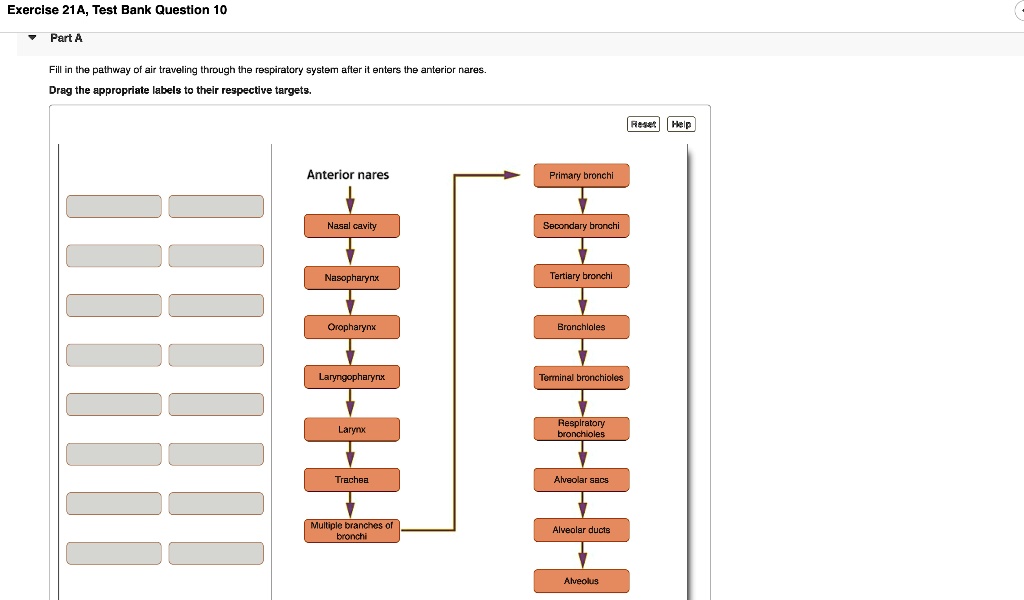 SOLVED: Part A Fill in the pathway of air traveling through the ...