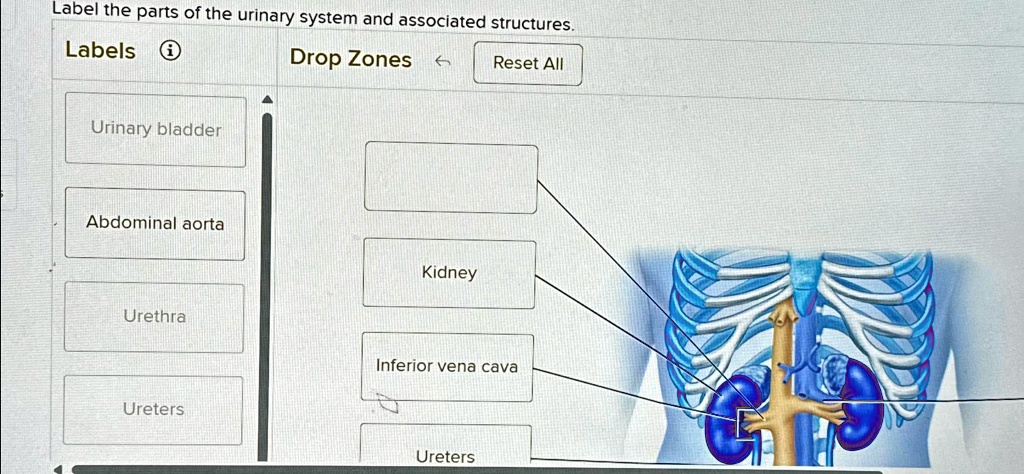 Label the parts of the urinary system and associated structures. Labels (i) Drop Zones Urinary ...