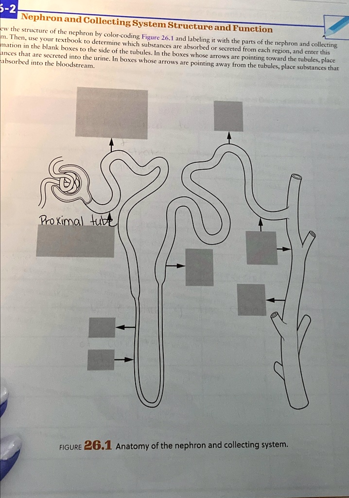 Nephron and Collecting System Structure and Function View the structure of the nephron by color ...
