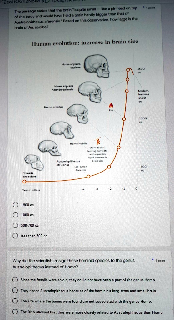 SOLVED: The passage states that the brain is quite small - like a ...