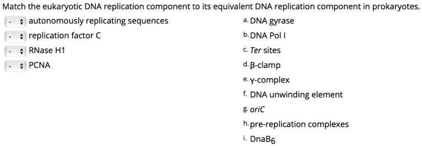 SOLVED: Match the eukaryotic DNA replication component to its ...