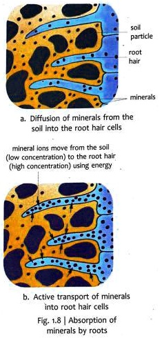 draw this diagram with pencil without labelling 01185