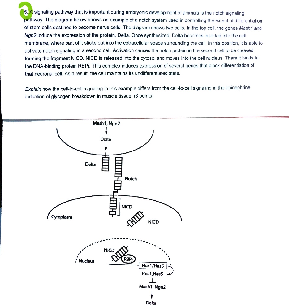 5. A signaling pathway that is important during embryonic development ...