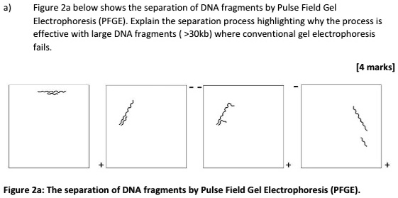 SOLVED: Figure Za below shows the separation of DNA fragments by Pulse ...