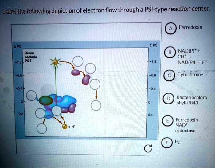 Label the following depiction of electron flow through a PSI-type ...