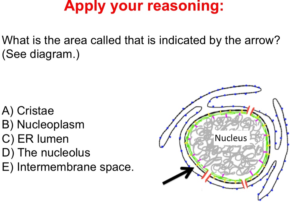 Apply your reasoning what is the area called that is...
