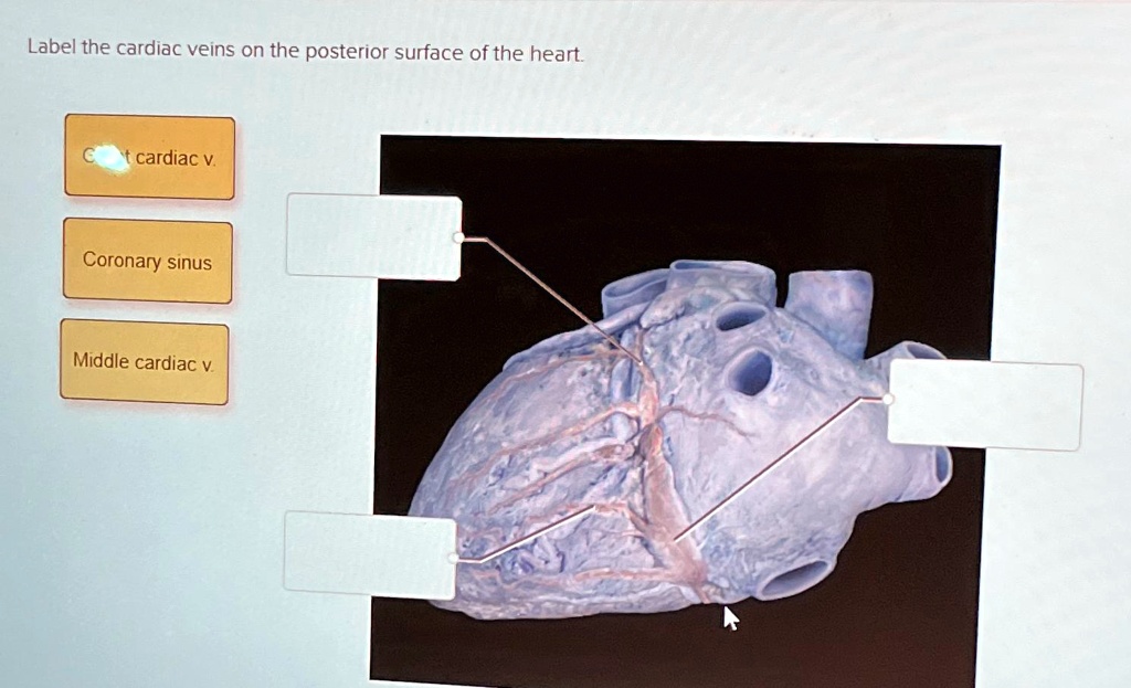 label the cardiac veins on the posterior surface of the heart label the ...