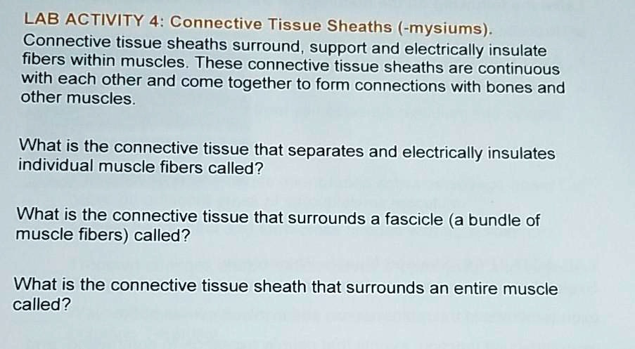 SOLVED: LAB ACTIVITY 4: Connective Tissue Sheaths (-mysiums) Connective ...