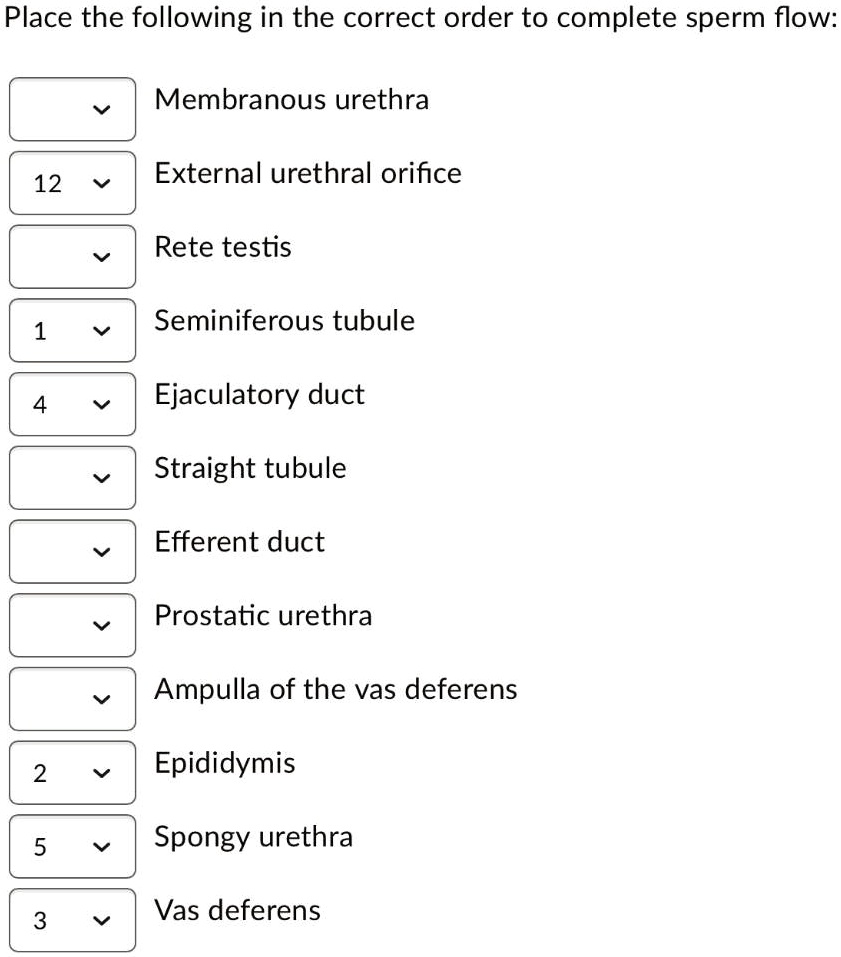 Place the following in the correct order to complete sperm flow: Membranous urethra External ...