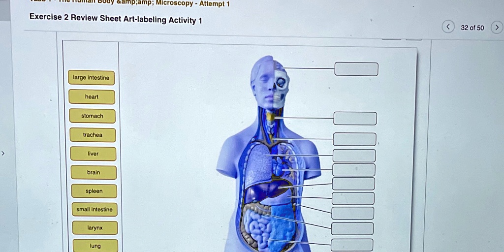 amp;amp; Microscopy - Attempt 1 Exercise 2 Review Sheet Art-labeling ...