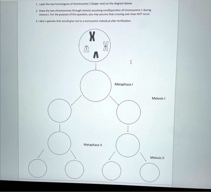 1. Label the two homologues of chromosome 1 (larger one) on the diagram ...